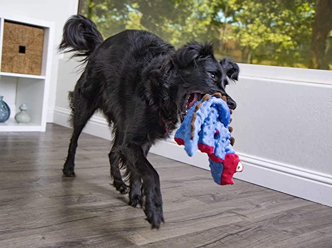 Premium Go Dog dog toys online | Tails Nation